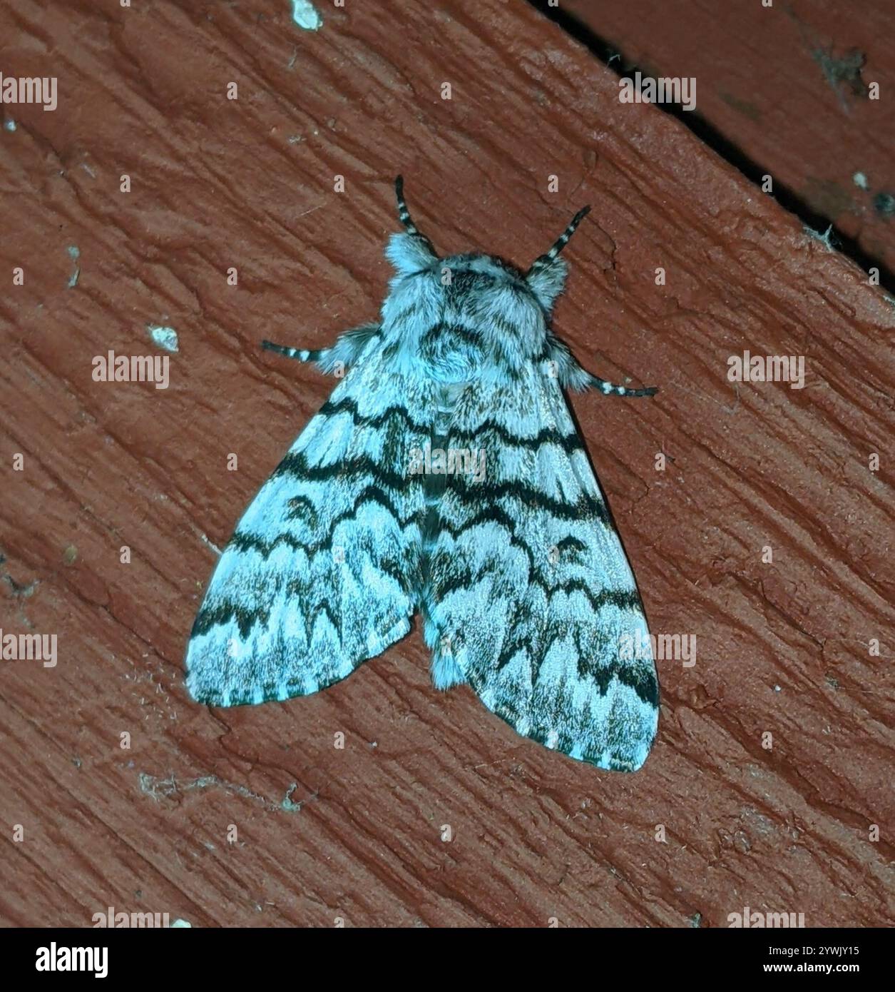 Western Panthea Moth (Panthea virginarius Stock Photo - Alamy