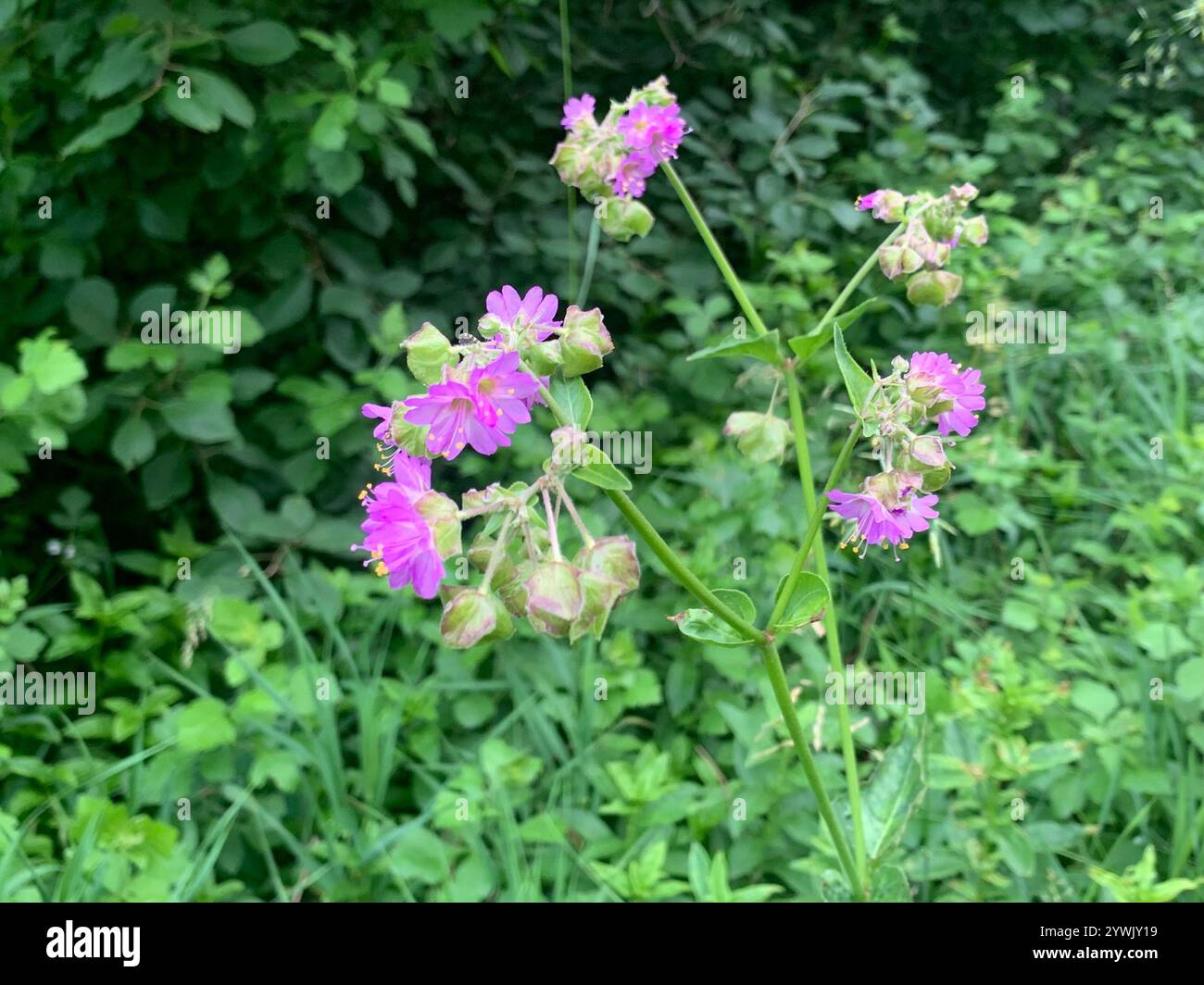 Wild Four o'Clock (Mirabilis nyctaginea Stock Photo - Alamy