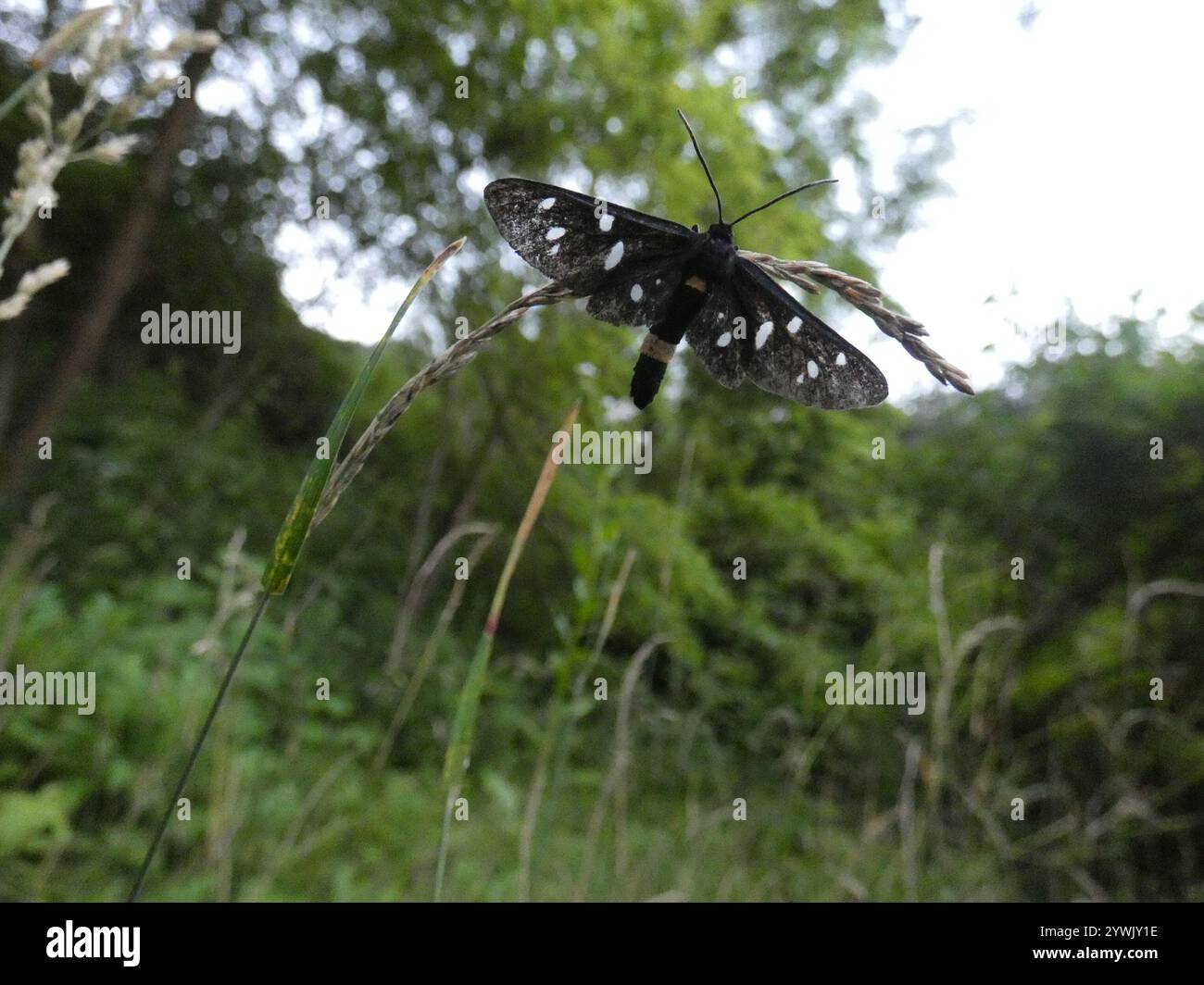 Nine-spotted Moth (Amata phegea Stock Photo - Alamy