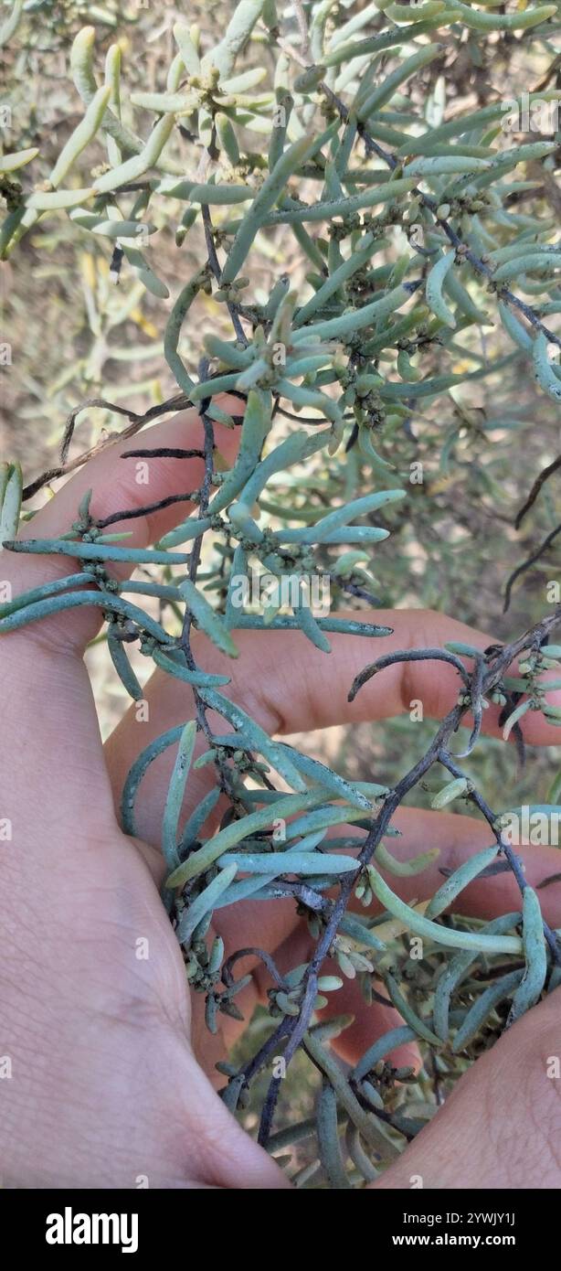 Jume (Suaeda divaricata Stock Photo - Alamy