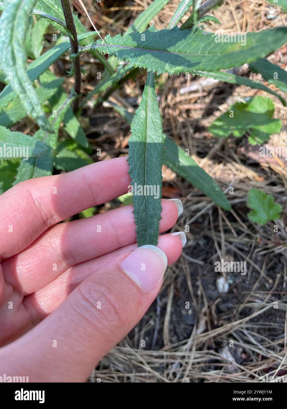 coastal burnweed (Senecio minimus Stock Photo - Alamy