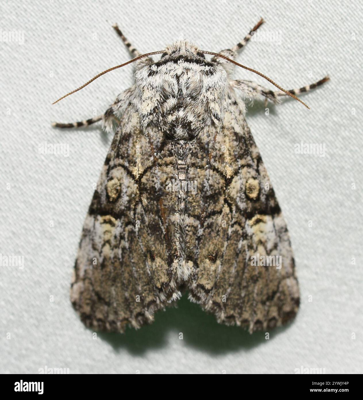 Laugher Moth (Charadra deridens Stock Photo - Alamy