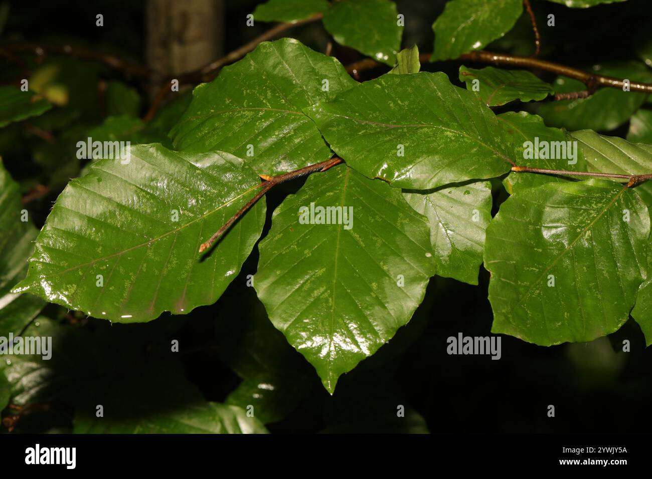 European beech (Fagus sylvatica Stock Photo - Alamy