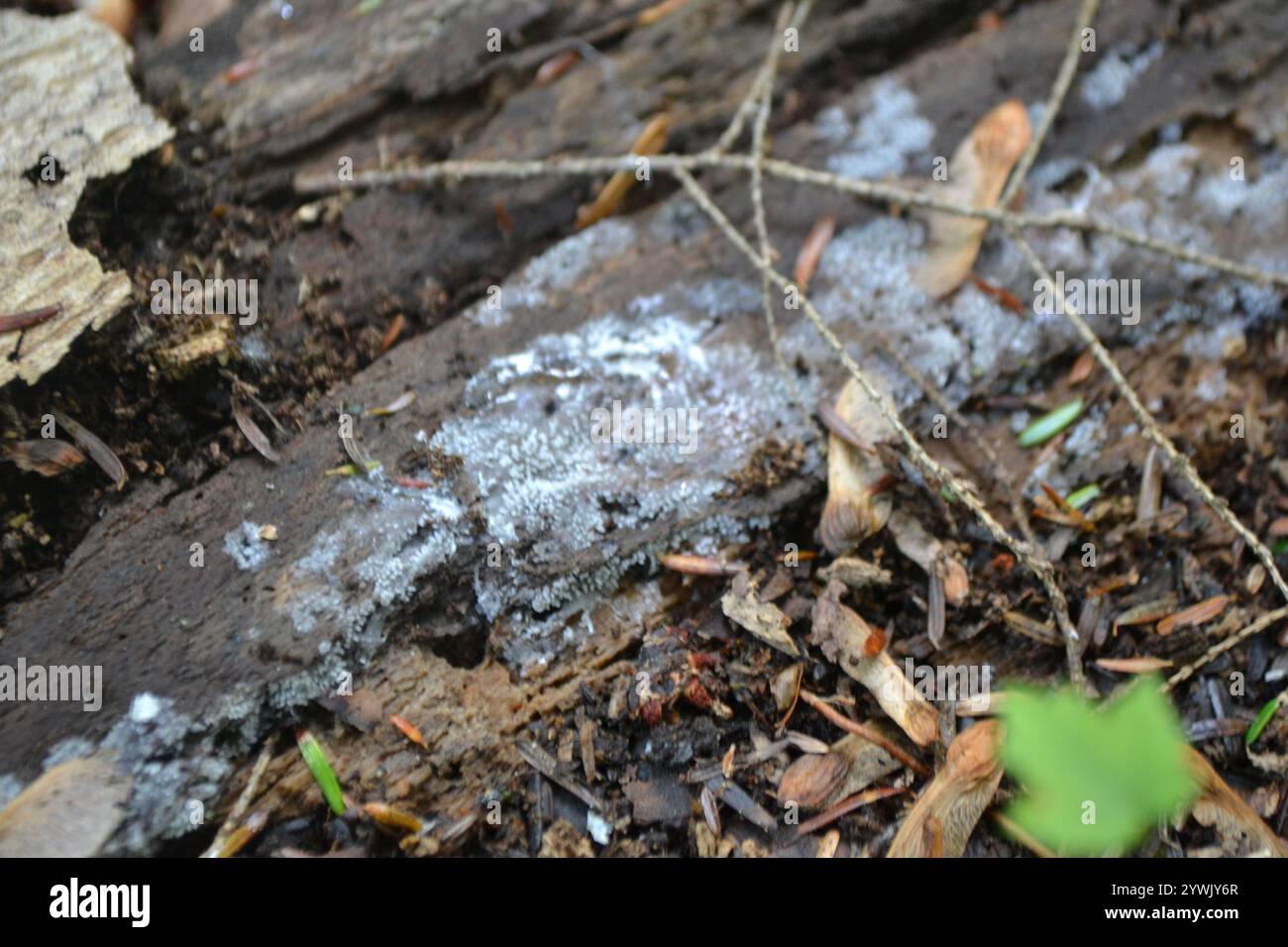 slime molds (Mycetozoa Stock Photo - Alamy