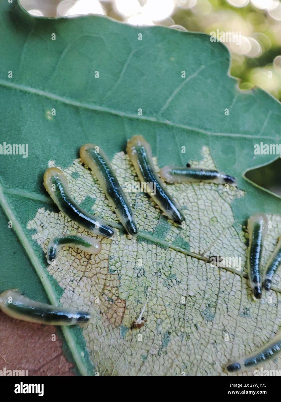 Oak slug sawfly hi-res stock photography and images - Alamy