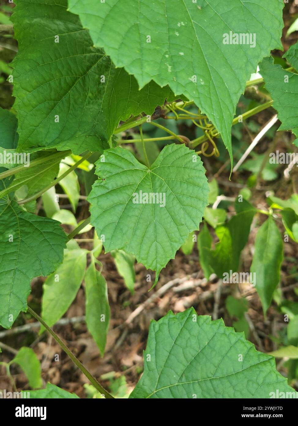 graybark grape (Vitis cinerea Stock Photo - Alamy