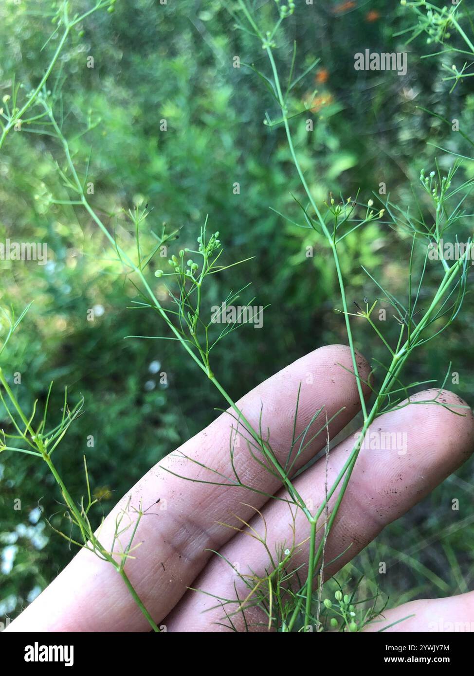 Marsh parsley (Cyclospermum leptophyllum Stock Photo - Alamy
