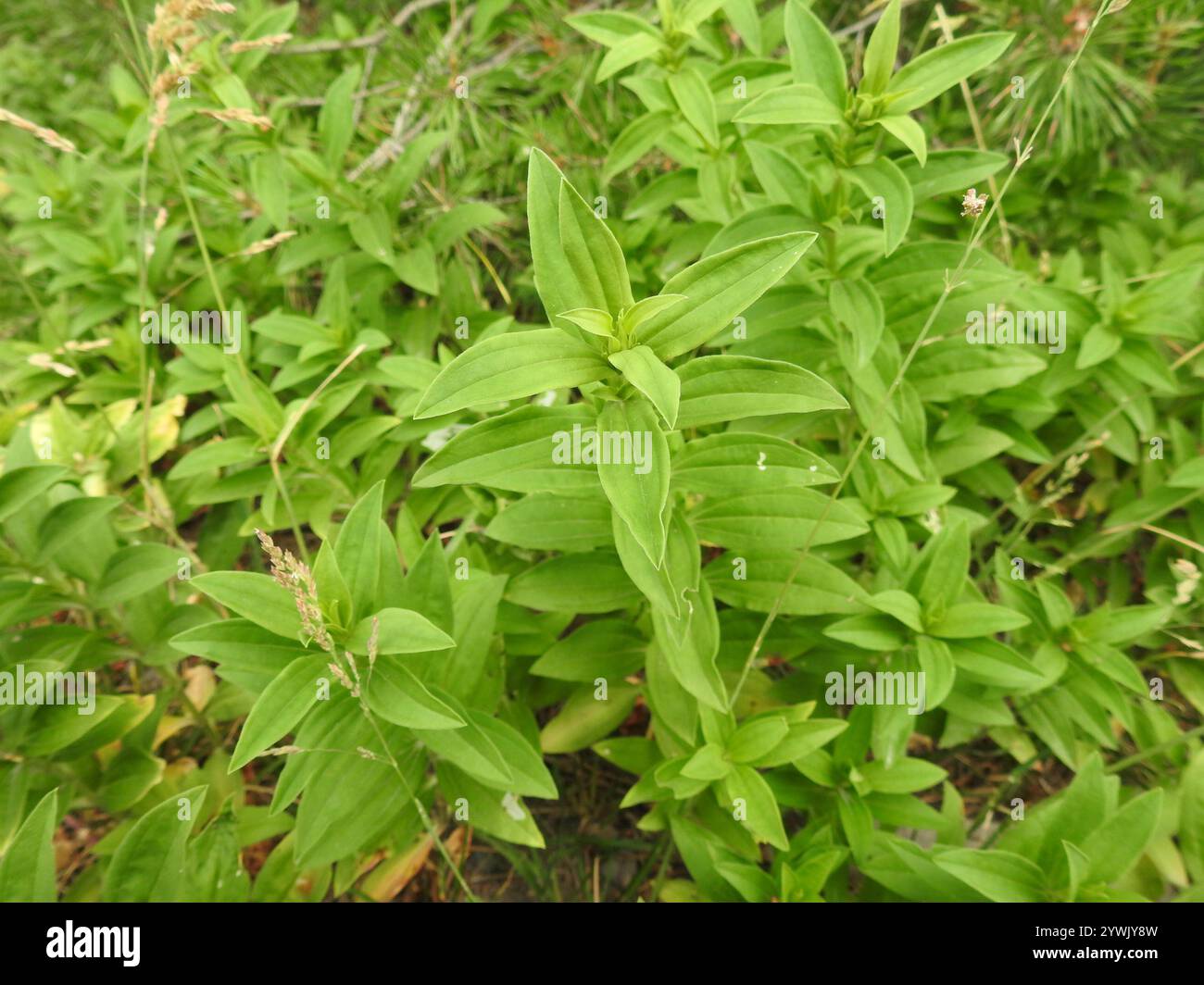 common soapwort (Saponaria officinalis Stock Photo - Alamy