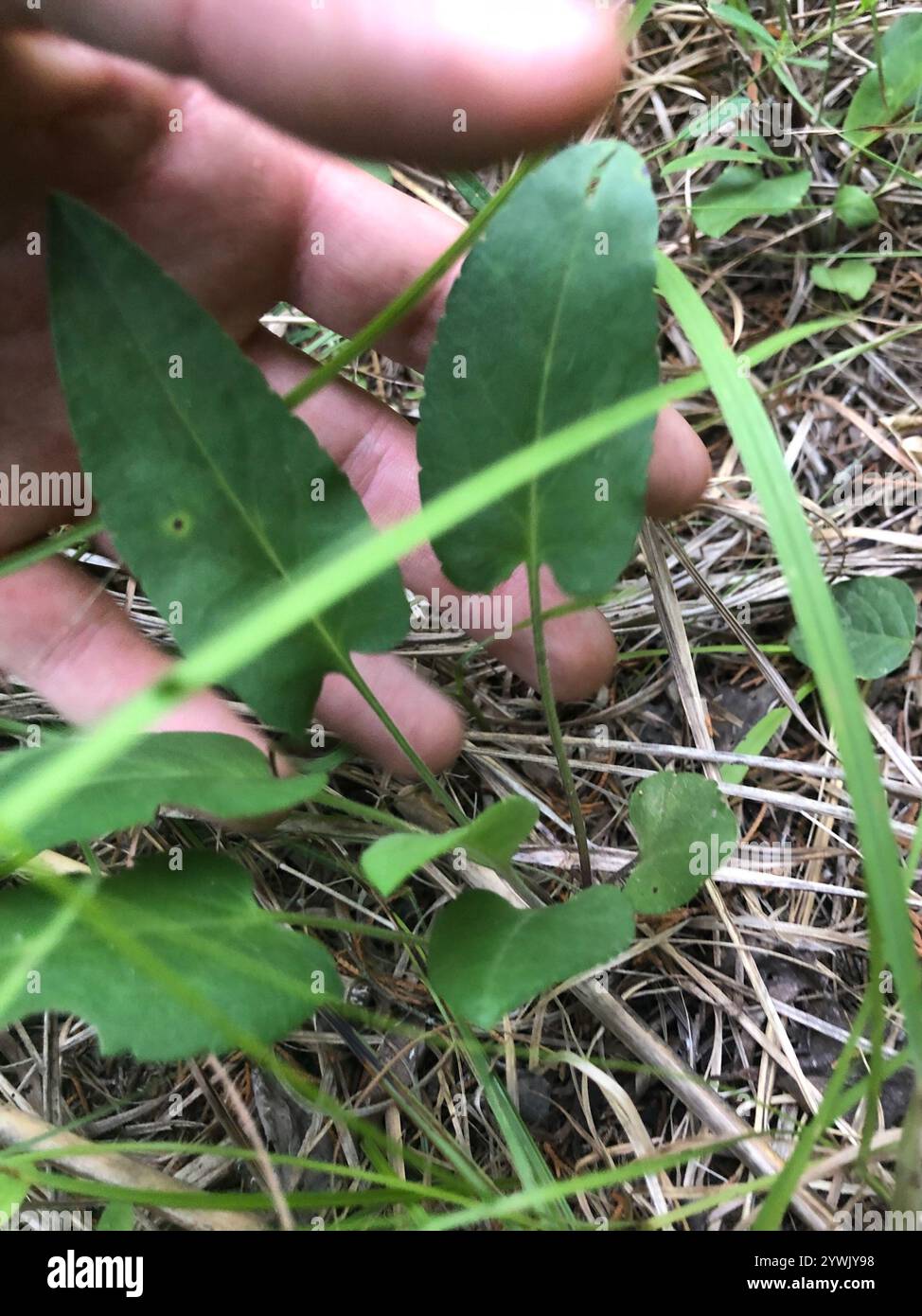Grassleaf azure aster (Symphyotrichum oolentangiense poaceum Stock ...
