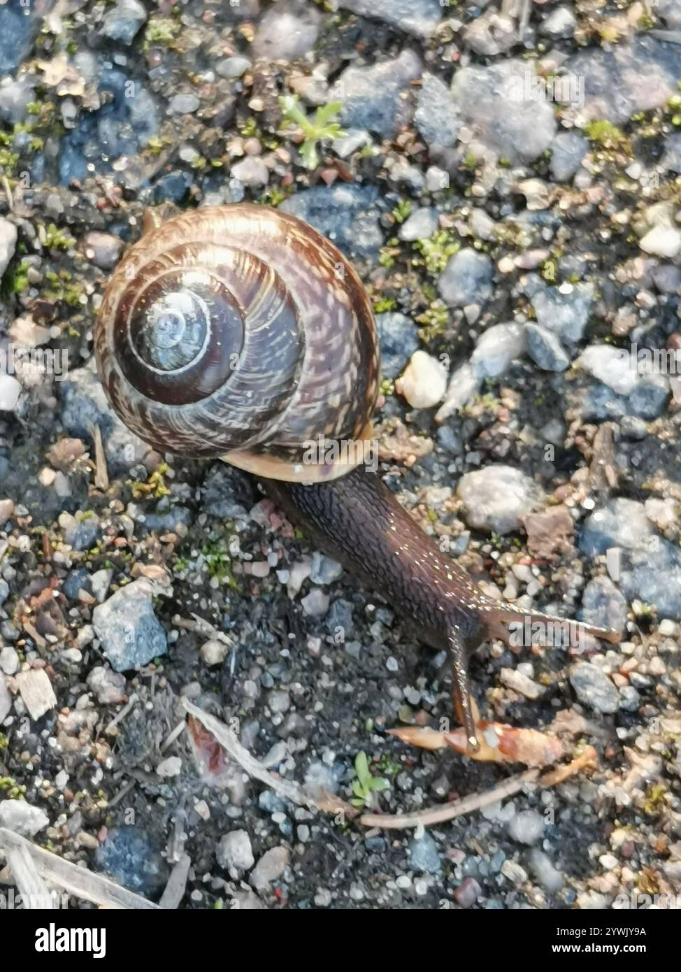 Copse Snail (Arianta arbustorum Stock Photo - Alamy
