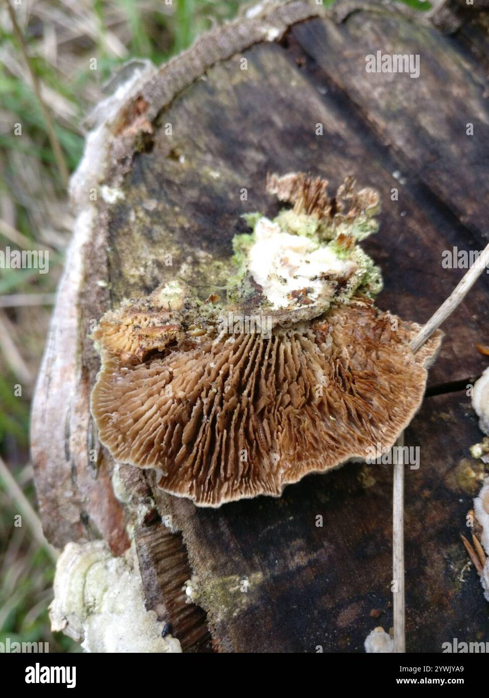 Gilled Polypore (Trametes betulina Stock Photo - Alamy