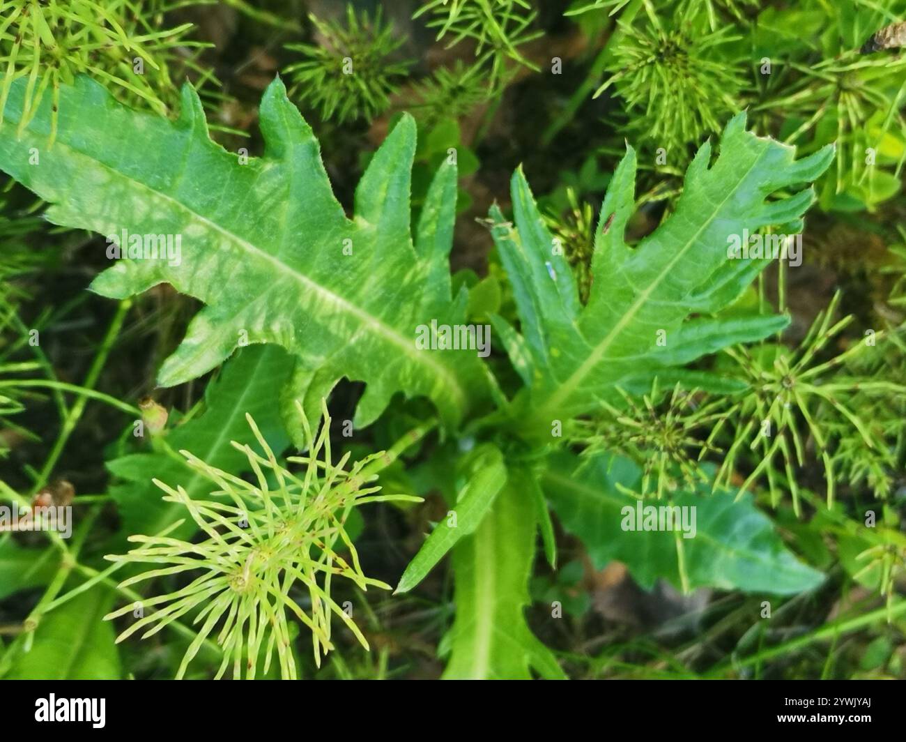 Melancholy Thistle (Cirsium heterophyllum Stock Photo - Alamy
