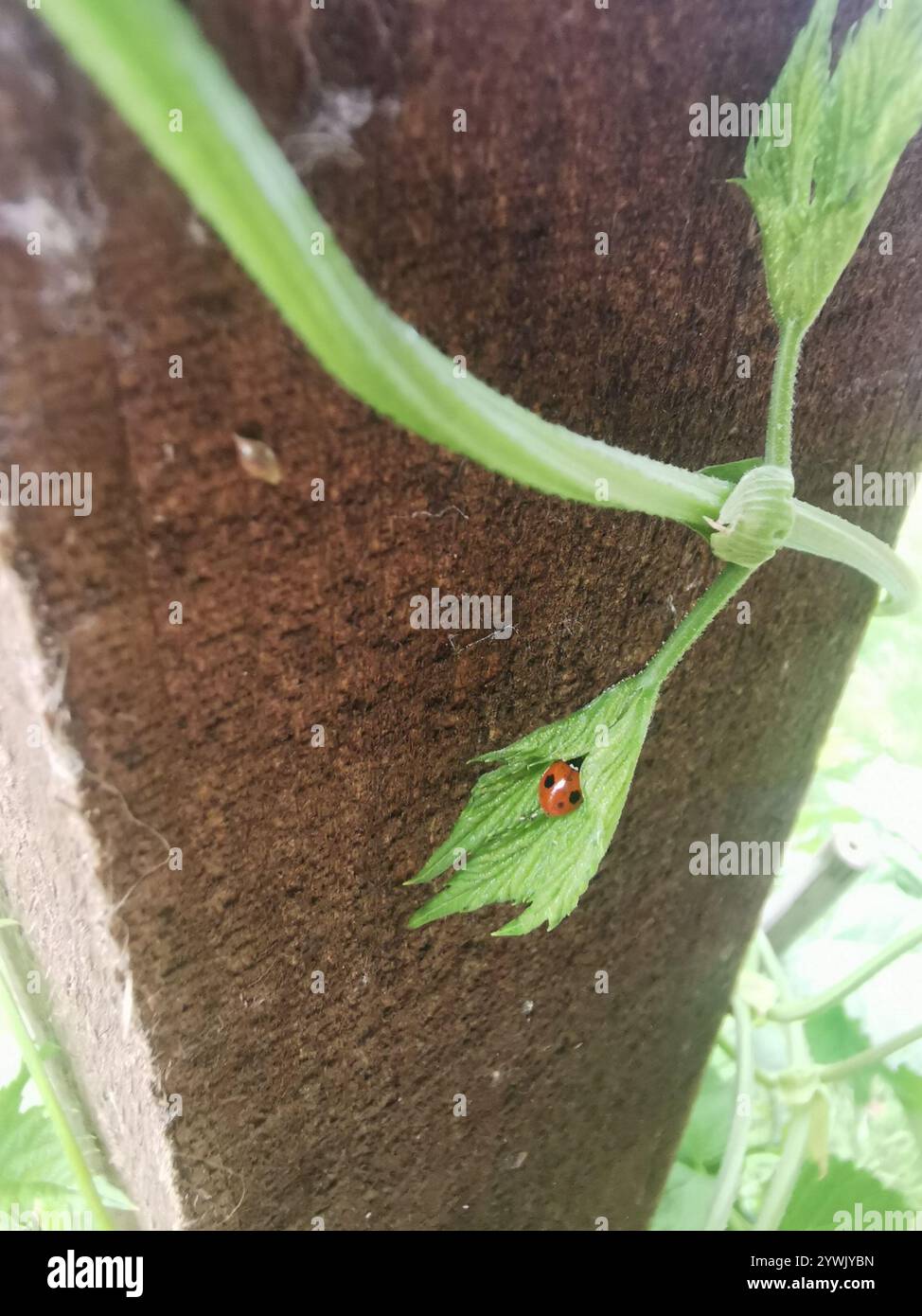Two-spotted Lady Beetle (Adalia bipunctata Stock Photo - Alamy