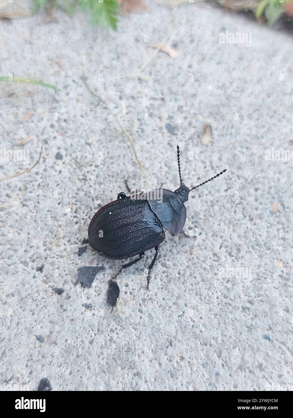 Black snail beetle (Phosphuga atrata Stock Photo - Alamy
