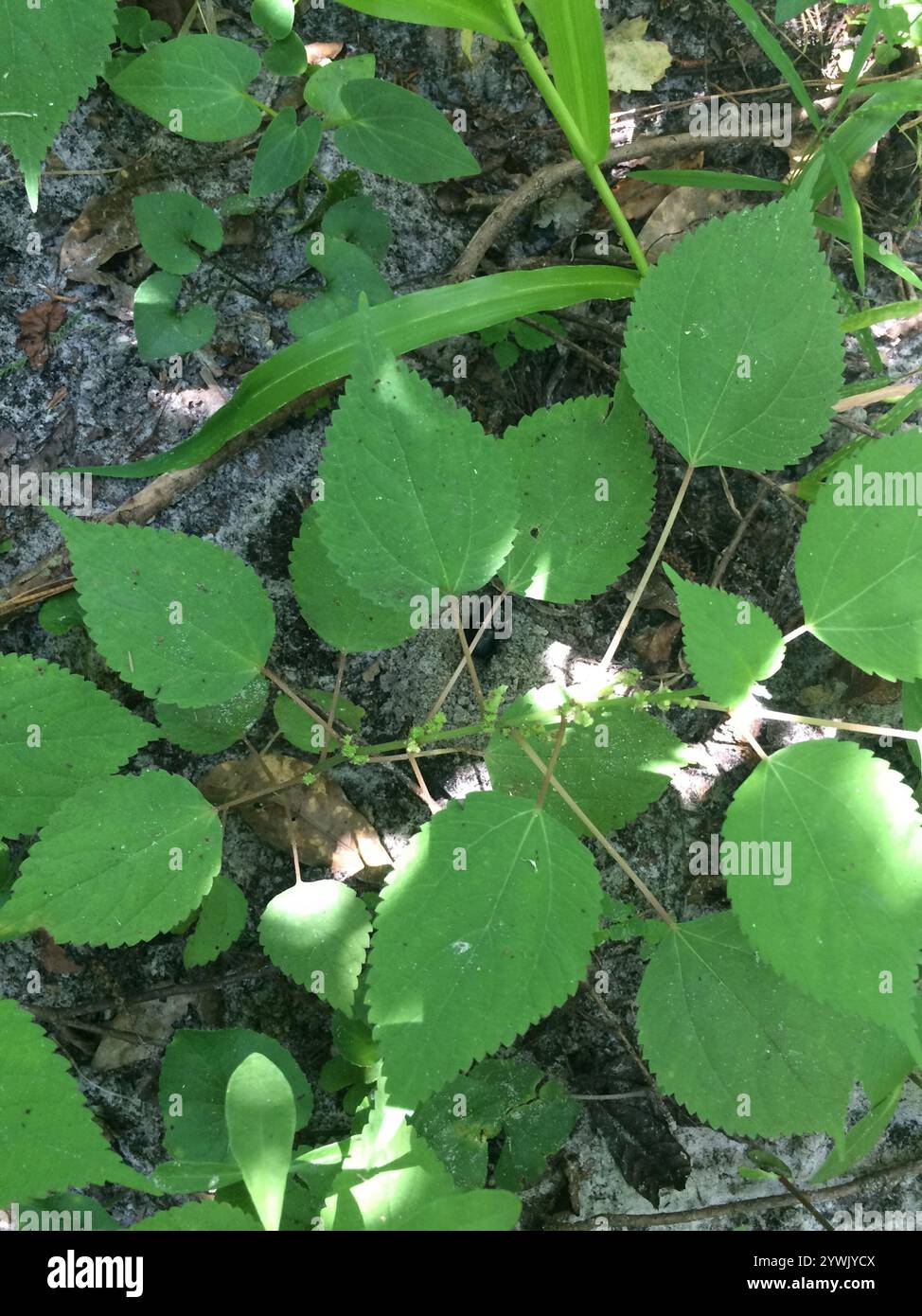 false nettle (Boehmeria cylindrica Stock Photo - Alamy
