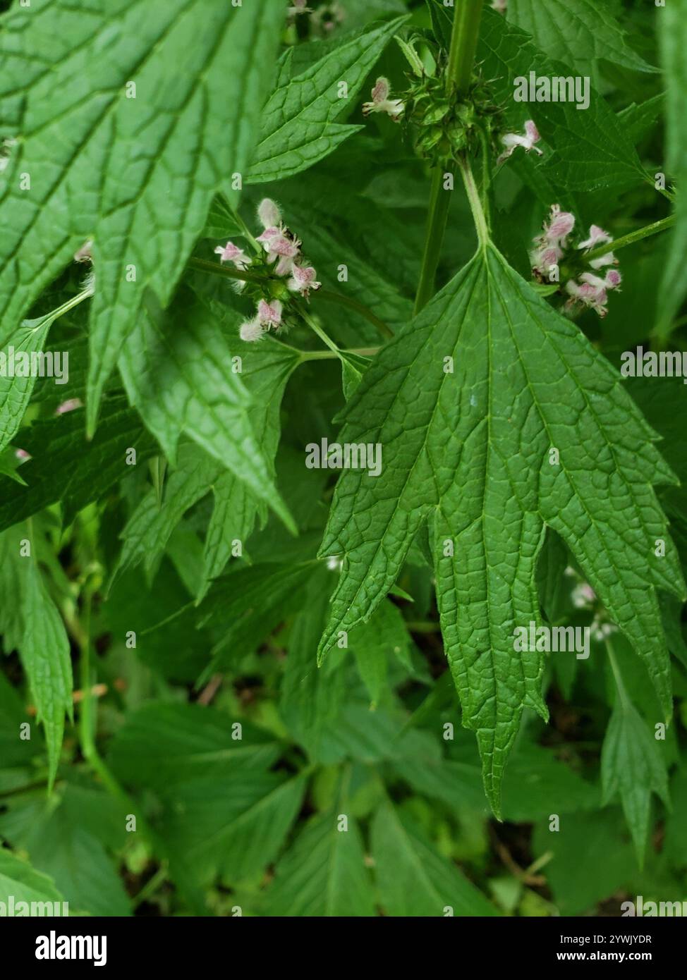 common motherwort (Leonurus cardiaca Stock Photo - Alamy
