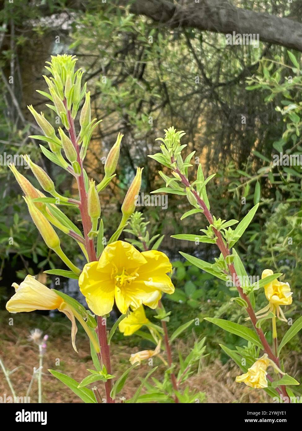 tall evening primrose (Oenothera elata Stock Photo - Alamy