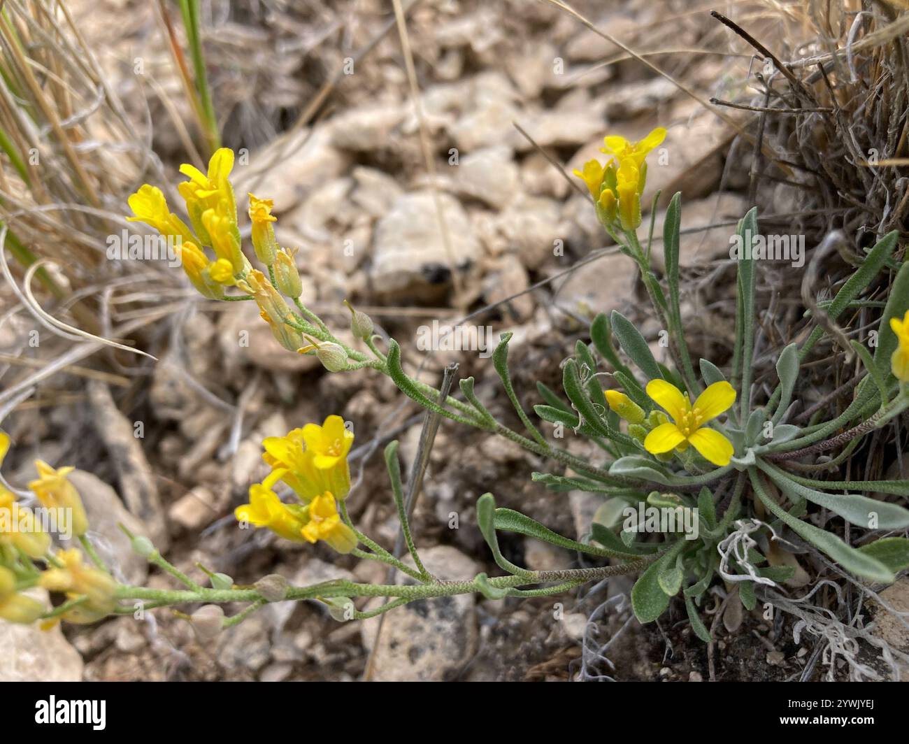 Spatulate Bladderpod (Physaria spatulata Stock Photo - Alamy