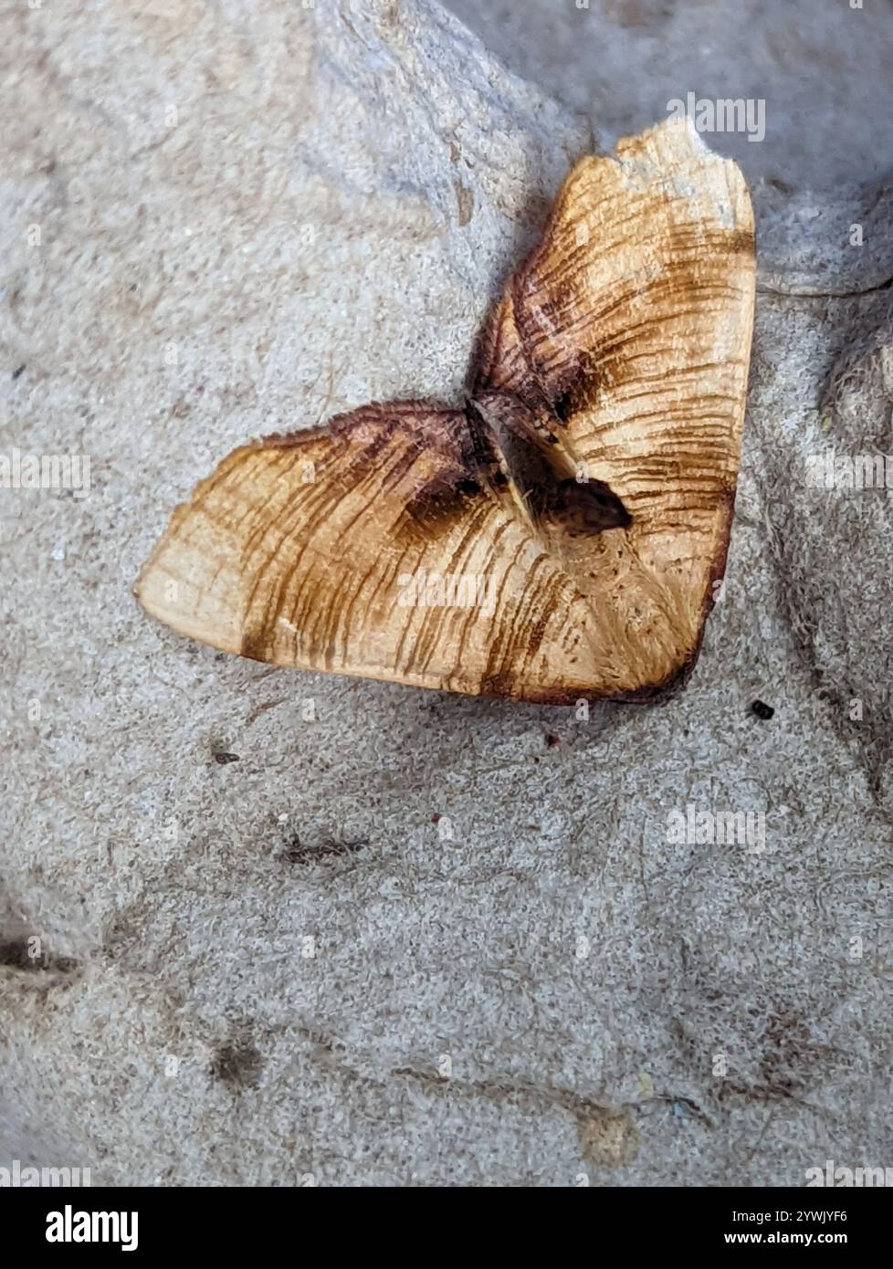 Scorched Wing (Plagodis dolabraria Stock Photo - Alamy