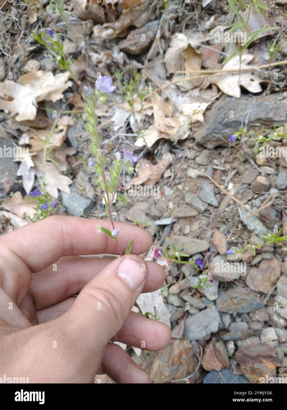 Linearleaf Phacelia (Phacelia linearis Stock Photo - Alamy