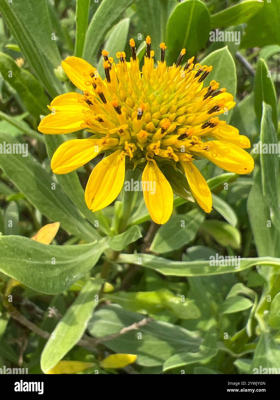 sea ox-eye (Borrichia frutescens Stock Photo - Alamy
