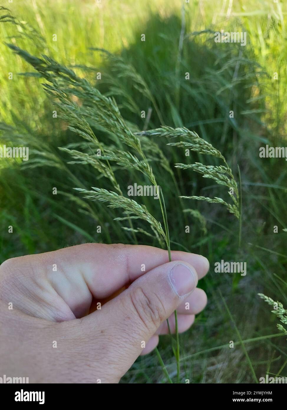 Smooth Meadow-grass (Poa pratensis Stock Photo - Alamy