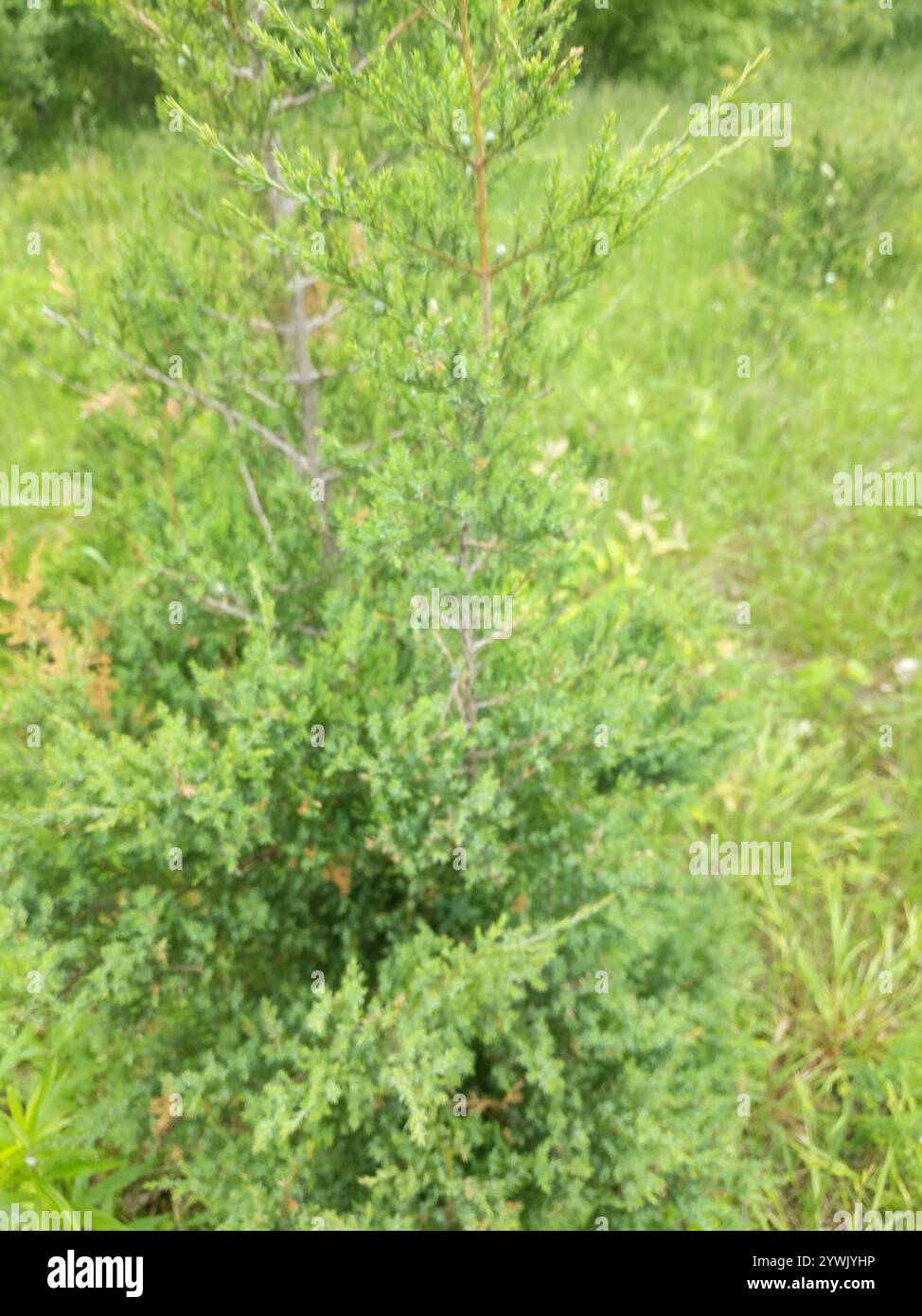 eastern redcedar (Juniperus virginiana Stock Photo - Alamy