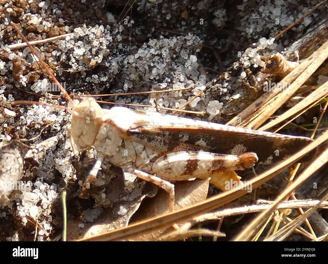 Spharagemon hi-res stock photography and images - Alamy