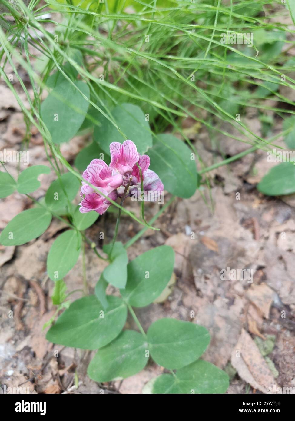 Pisiform grass-pea (Lathyrus pisiformis Stock Photo - Alamy