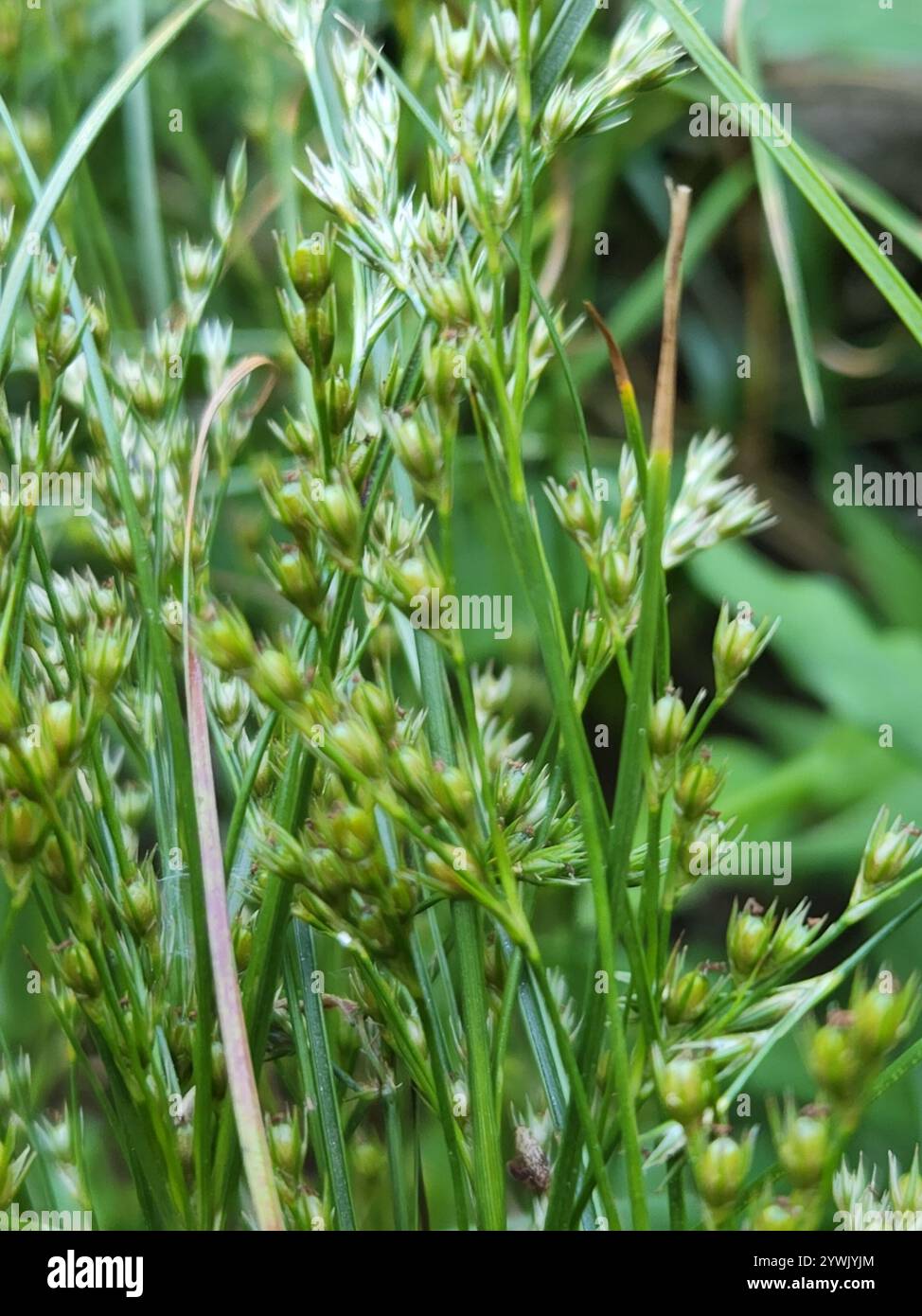 Soft Rush (Juncus effusus Stock Photo - Alamy