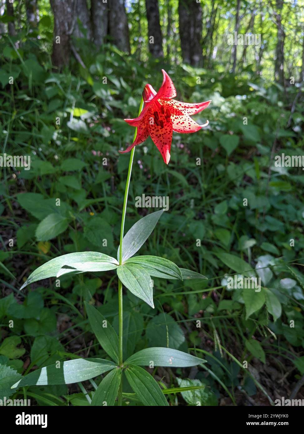 Lilium grayi hi-res stock photography and images - Alamy