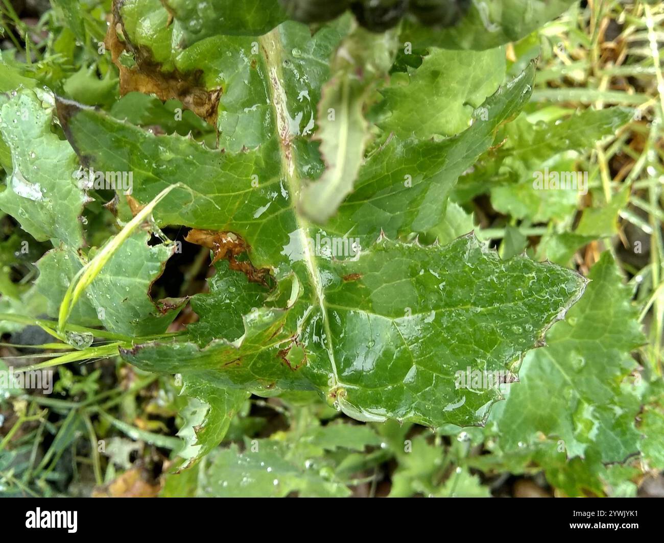 dandelions, hawksbeards, and rattlesnake roots (Crepidinae Stock Photo ...