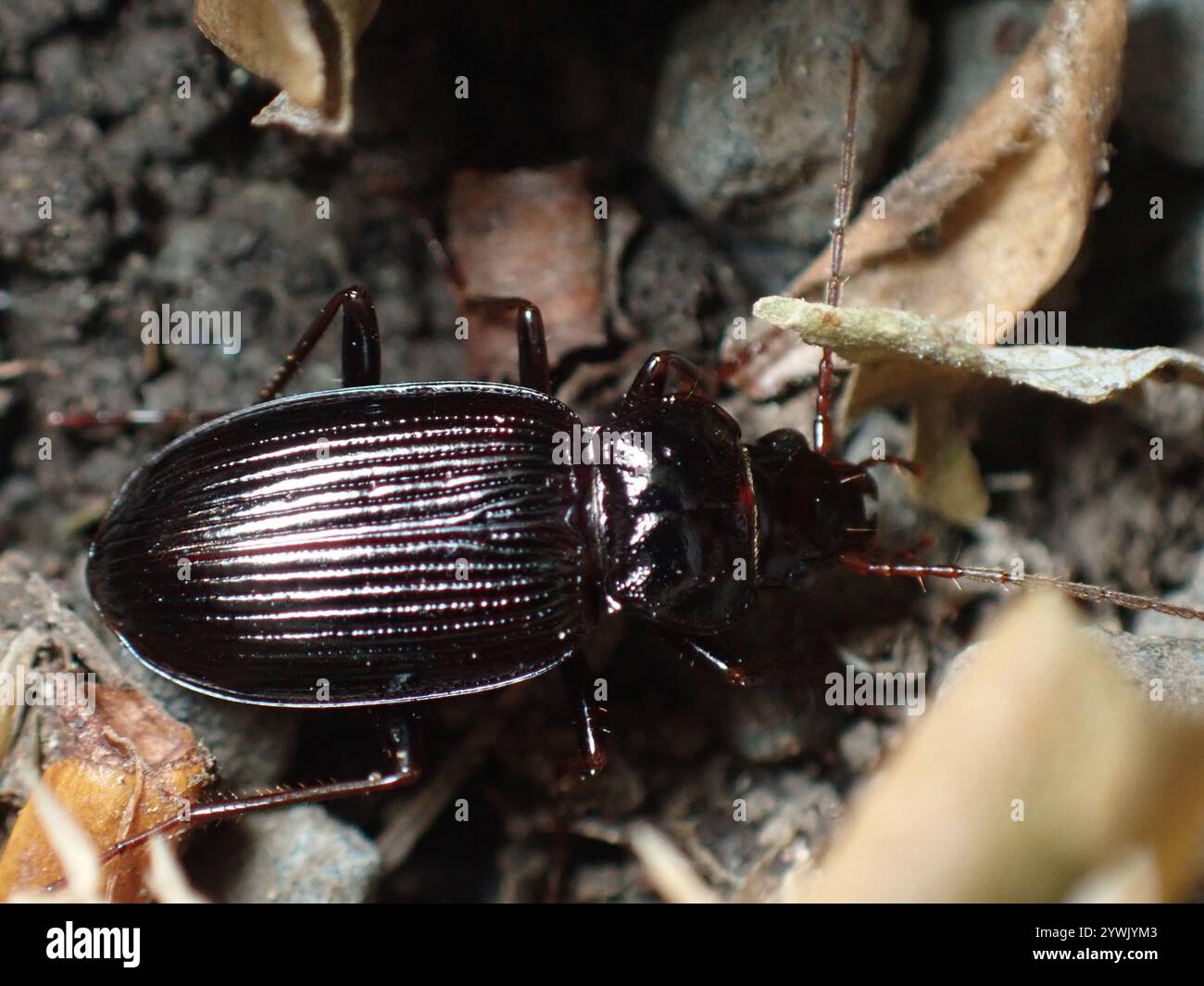 European Gazelle Beetle (Nebria brevicollis Stock Photo - Alamy