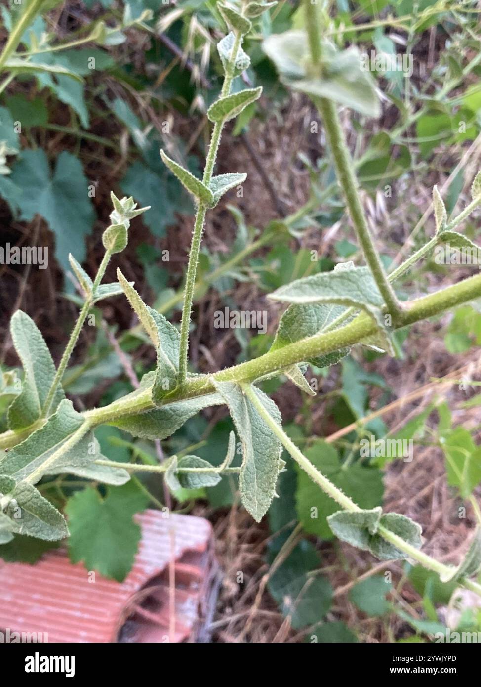 Wavyleaf mullein hi-res stock photography and images - Alamy