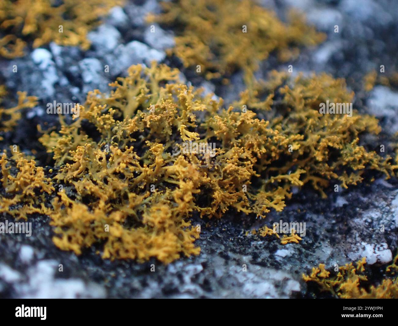 Shrubby Sunburst Lichen (Polycauliona candelaria Stock Photo - Alamy