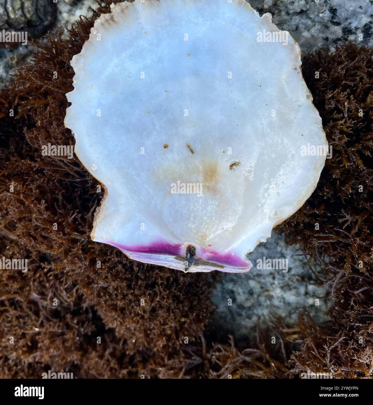 Giant Rock Scallop (Crassadoma gigantea Stock Photo - Alamy