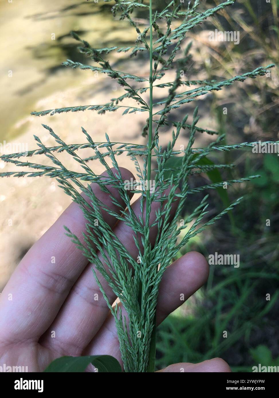 Amazon sprangle-top (Dinebra panicoides Stock Photo - Alamy