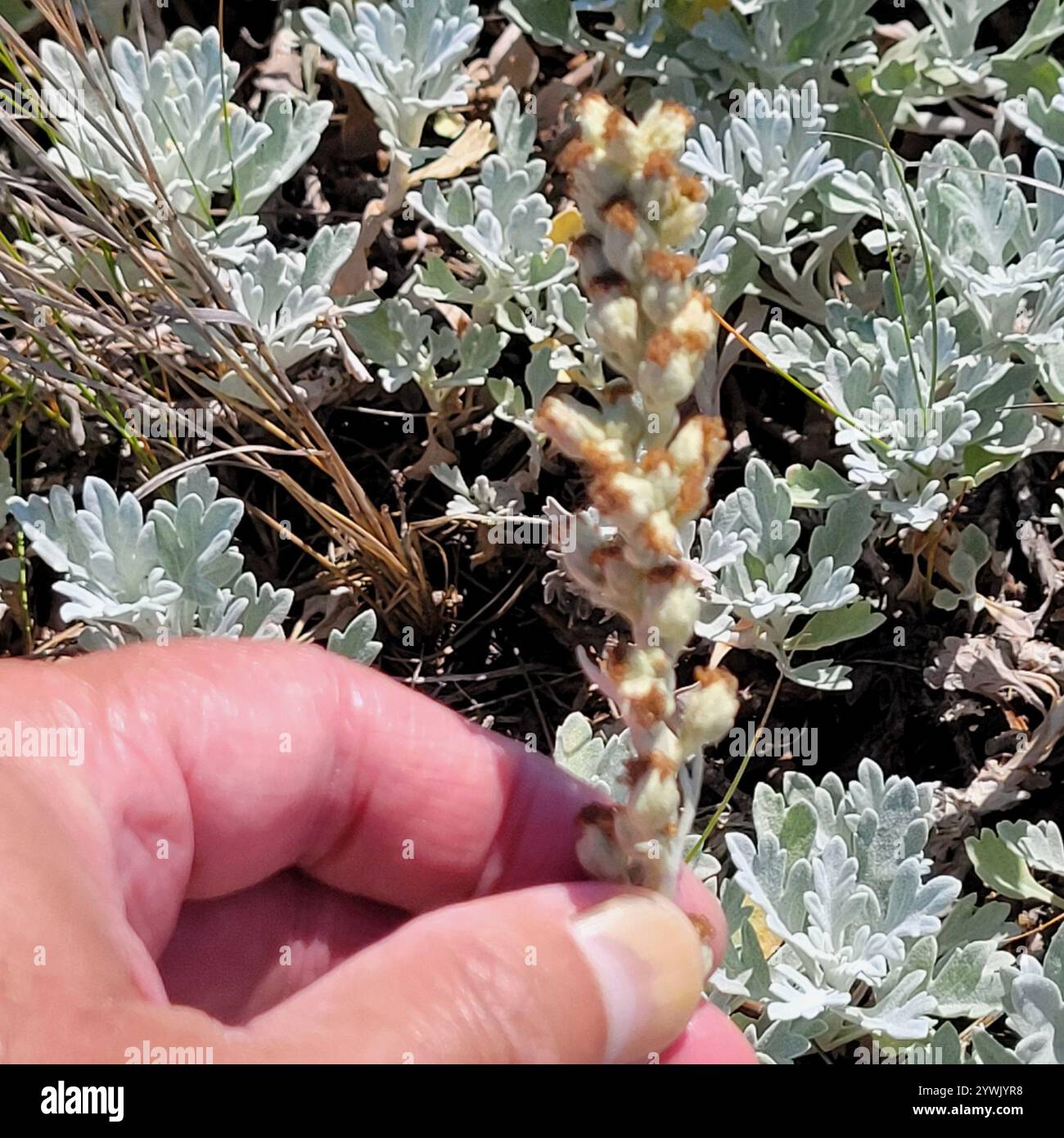 Hoary Mugwort (Artemisia stelleriana Stock Photo - Alamy
