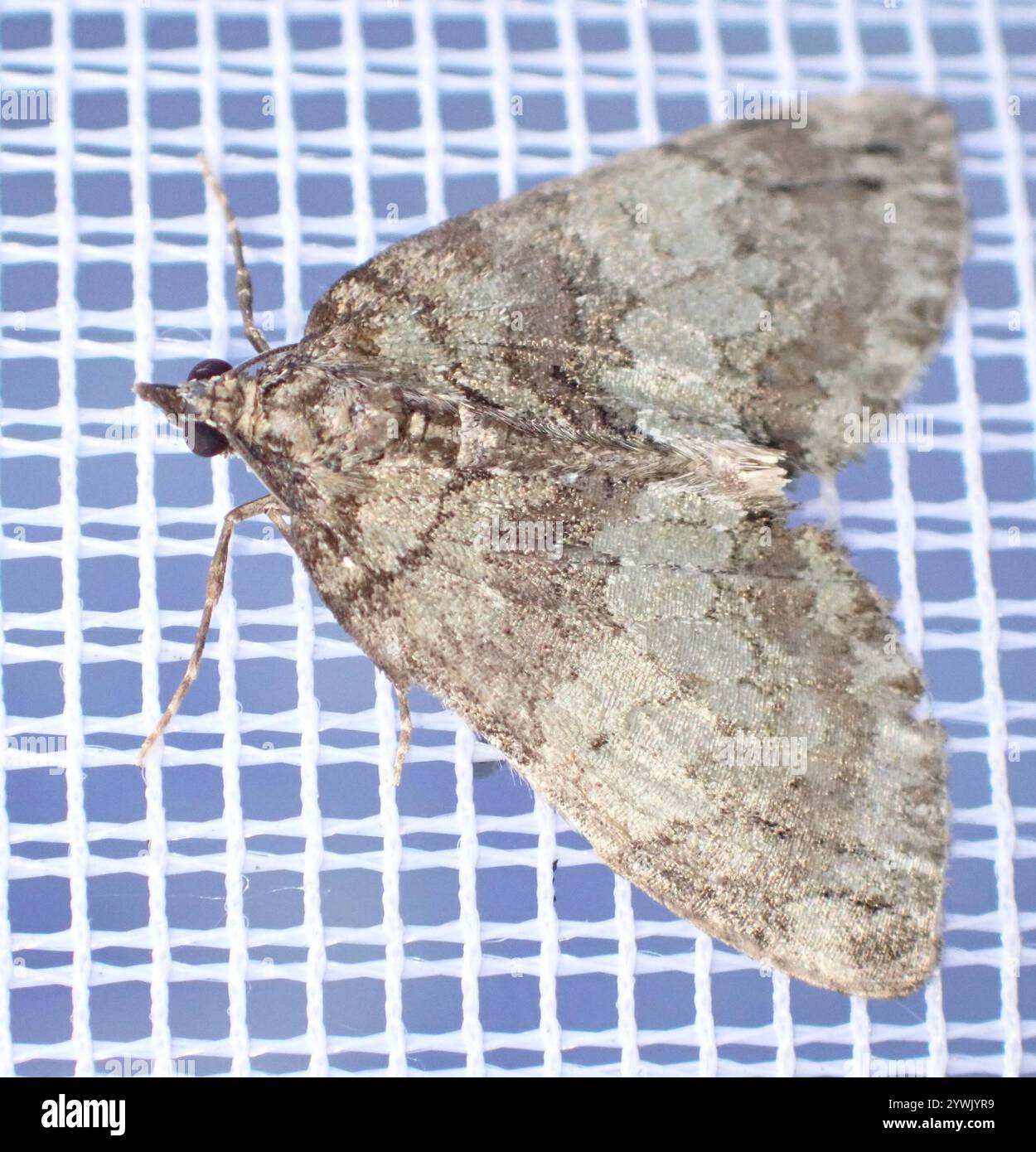 May Highflyer (Hydriomena impluviata Stock Photo - Alamy