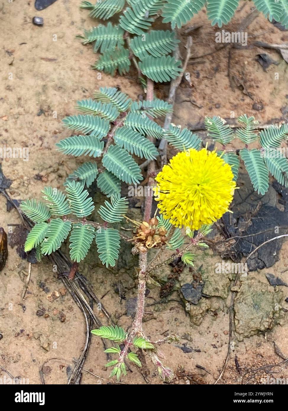 Yellow Puff (Neptunia lutea Stock Photo - Alamy