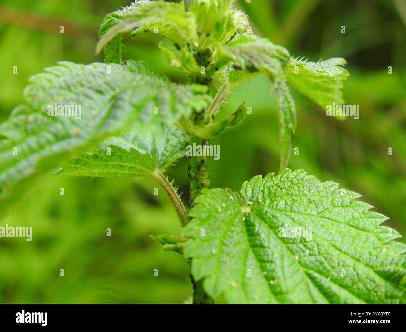 dark green nettle aphid (Aphis urticata Stock Photo - Alamy