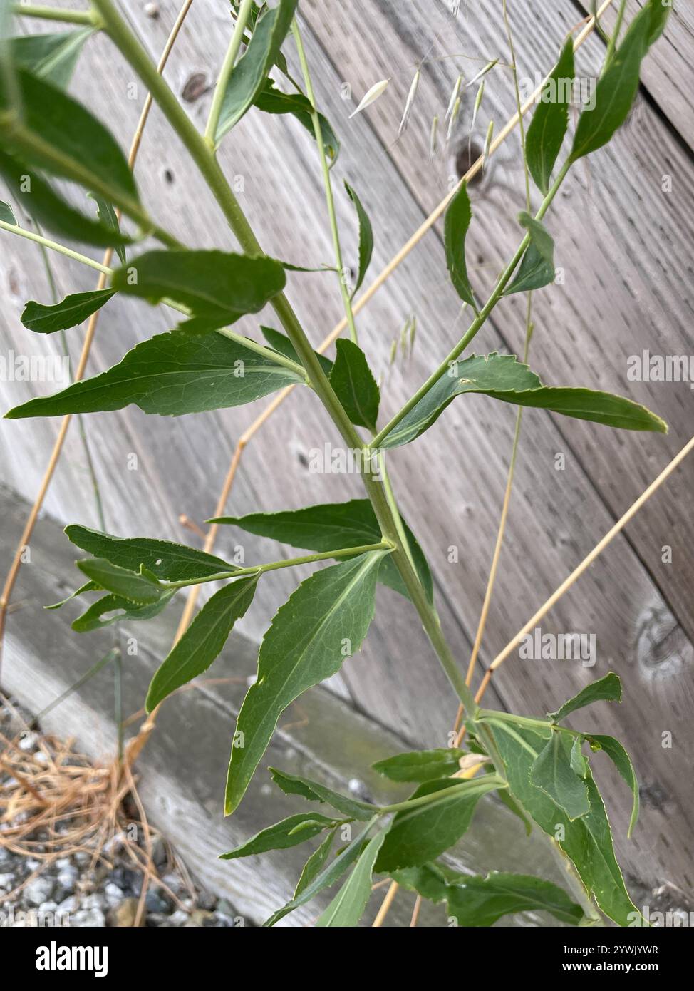 broadleaved pepperweed (Lepidium latifolium Stock Photo - Alamy