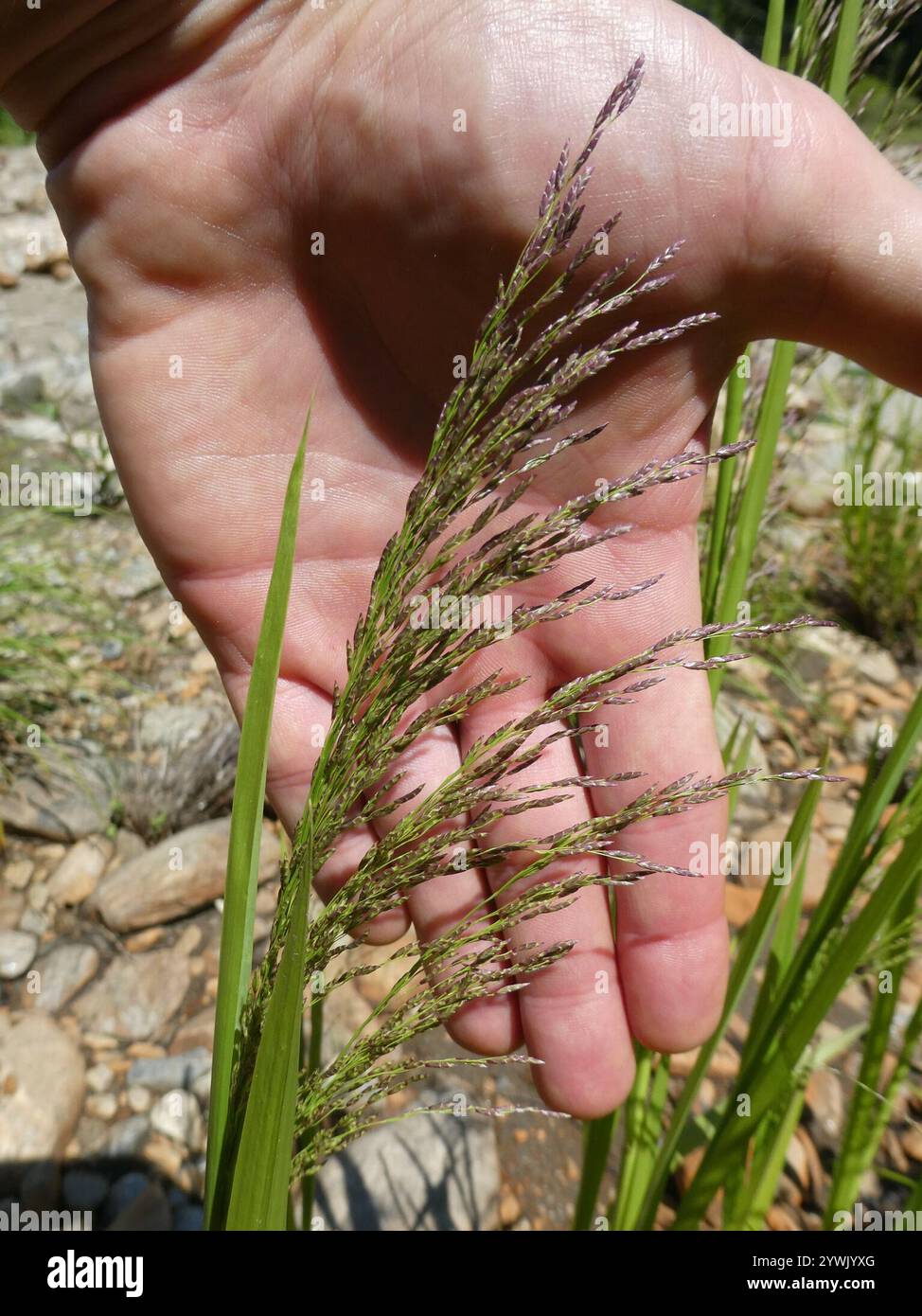 grasses, sedges, cattails, and allies (Poales Stock Photo - Alamy