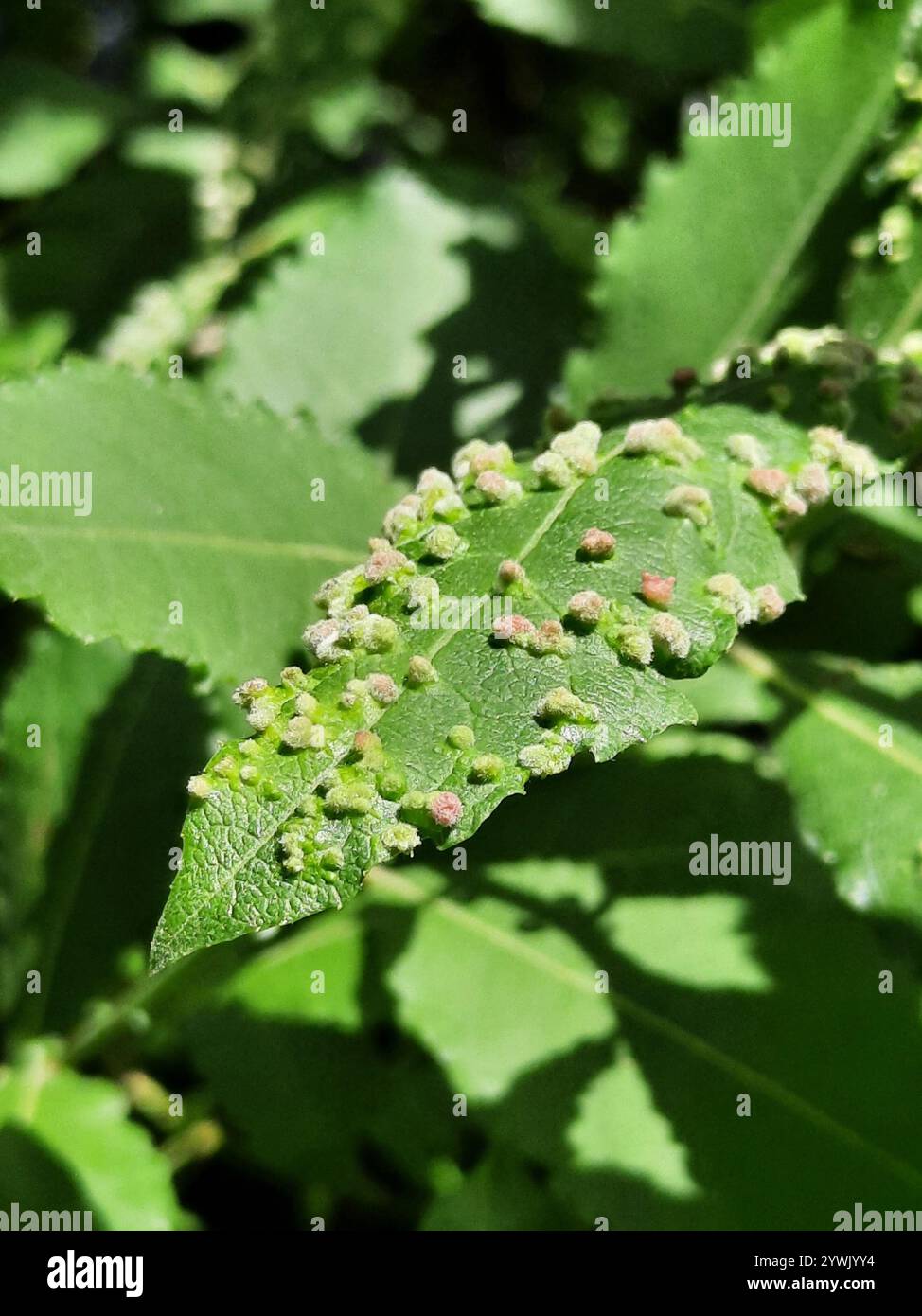 Aculus tetanothrix hi-res stock photography and images - Alamy
