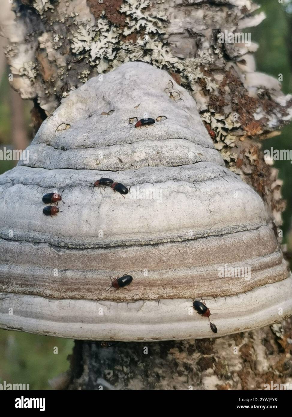 Russica hi-res stock photography and images - Alamy