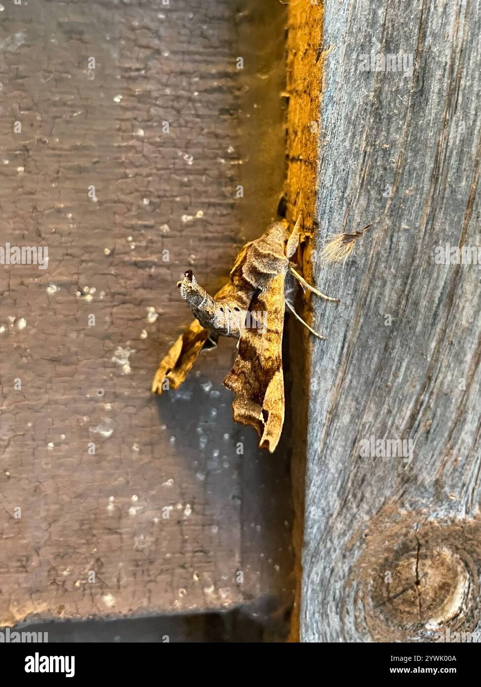 Lettered Sphinx (Deidamia inscriptum Stock Photo - Alamy