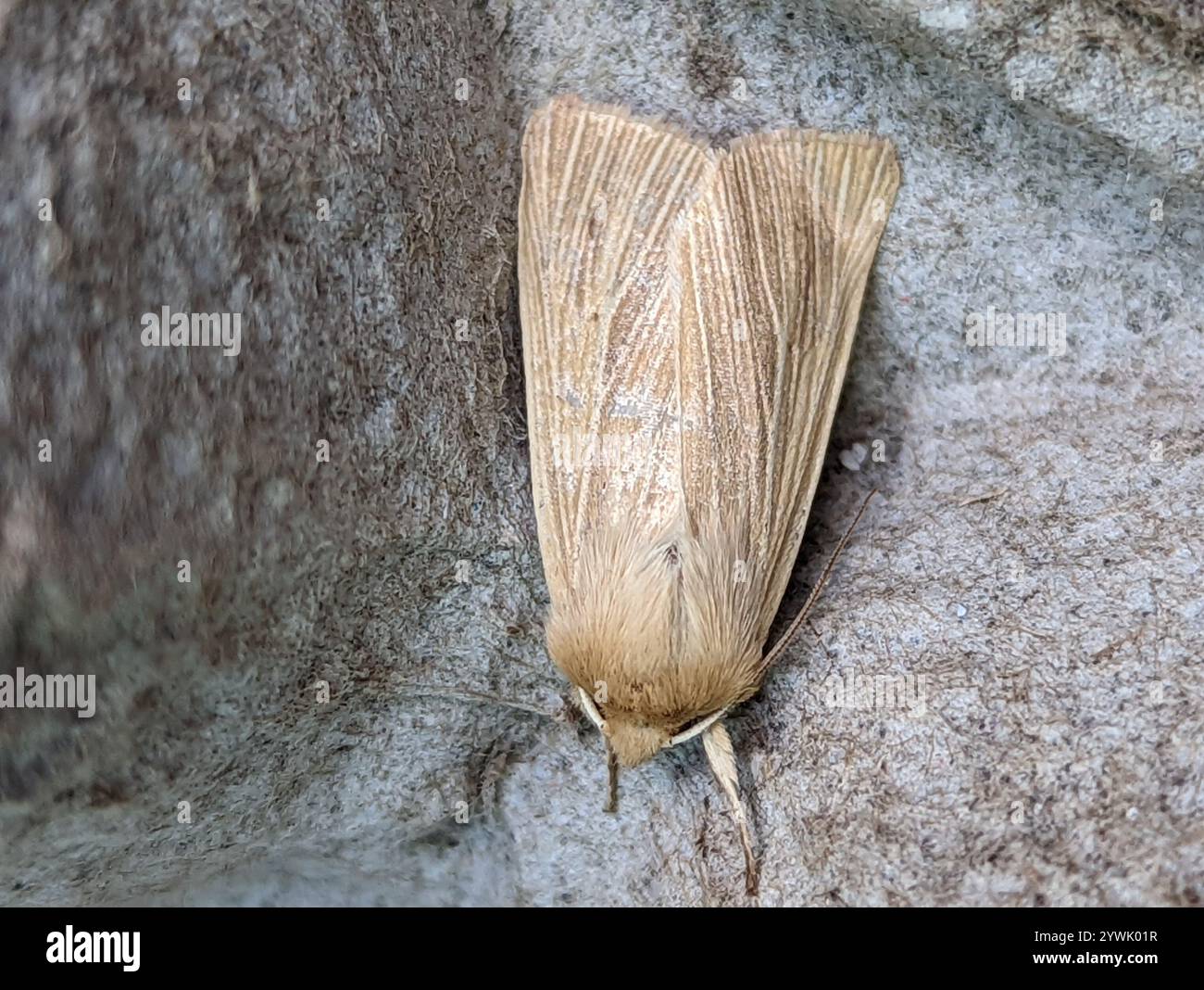 Common Wainscot (Mythimna pallens Stock Photo - Alamy