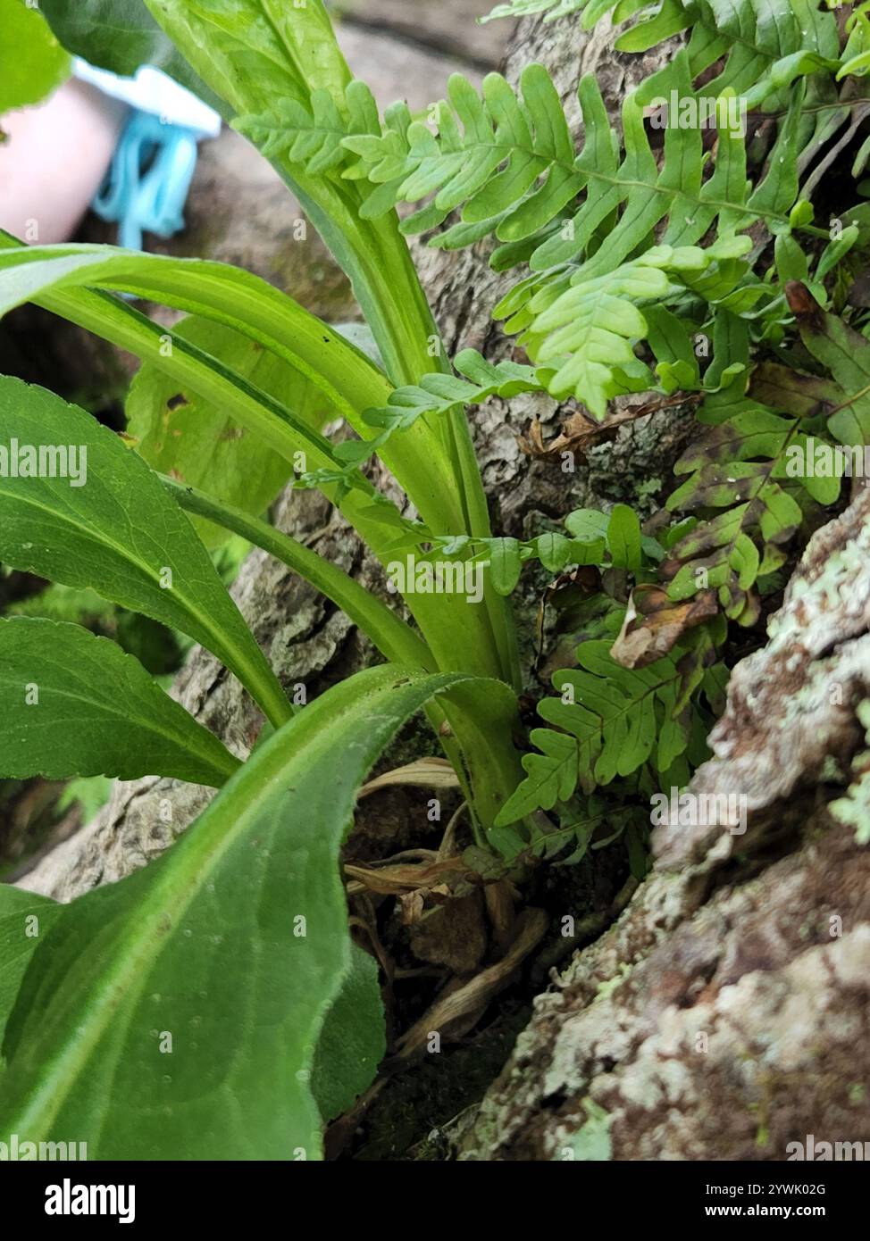 Swamp Goldenrod (Solidago patula Stock Photo - Alamy