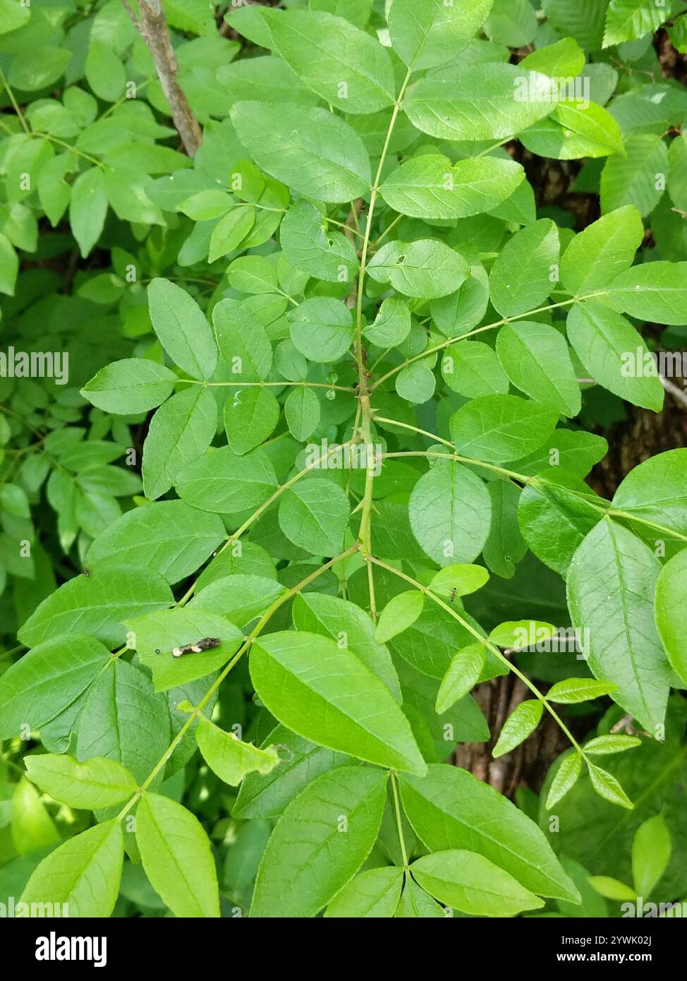 common prickly ash (Zanthoxylum americanum Stock Photo - Alamy