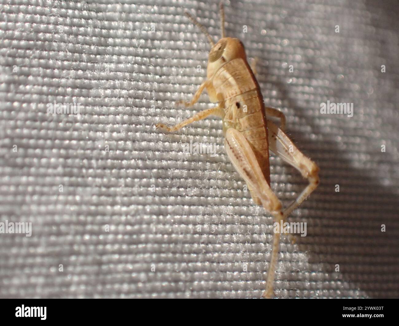 Migratory Grasshopper (Melanoplus sanguinipes Stock Photo - Alamy